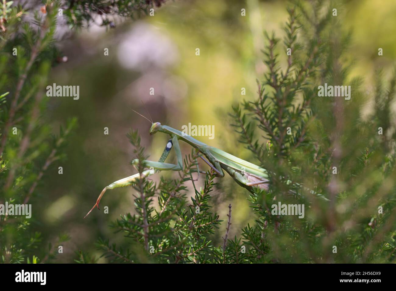 Mantis religiosa european mantis hi-res stock photography and images ...