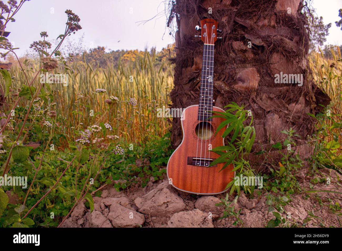 Song with marijuana. Ukulele sings songs with nature. Green leaves of ...