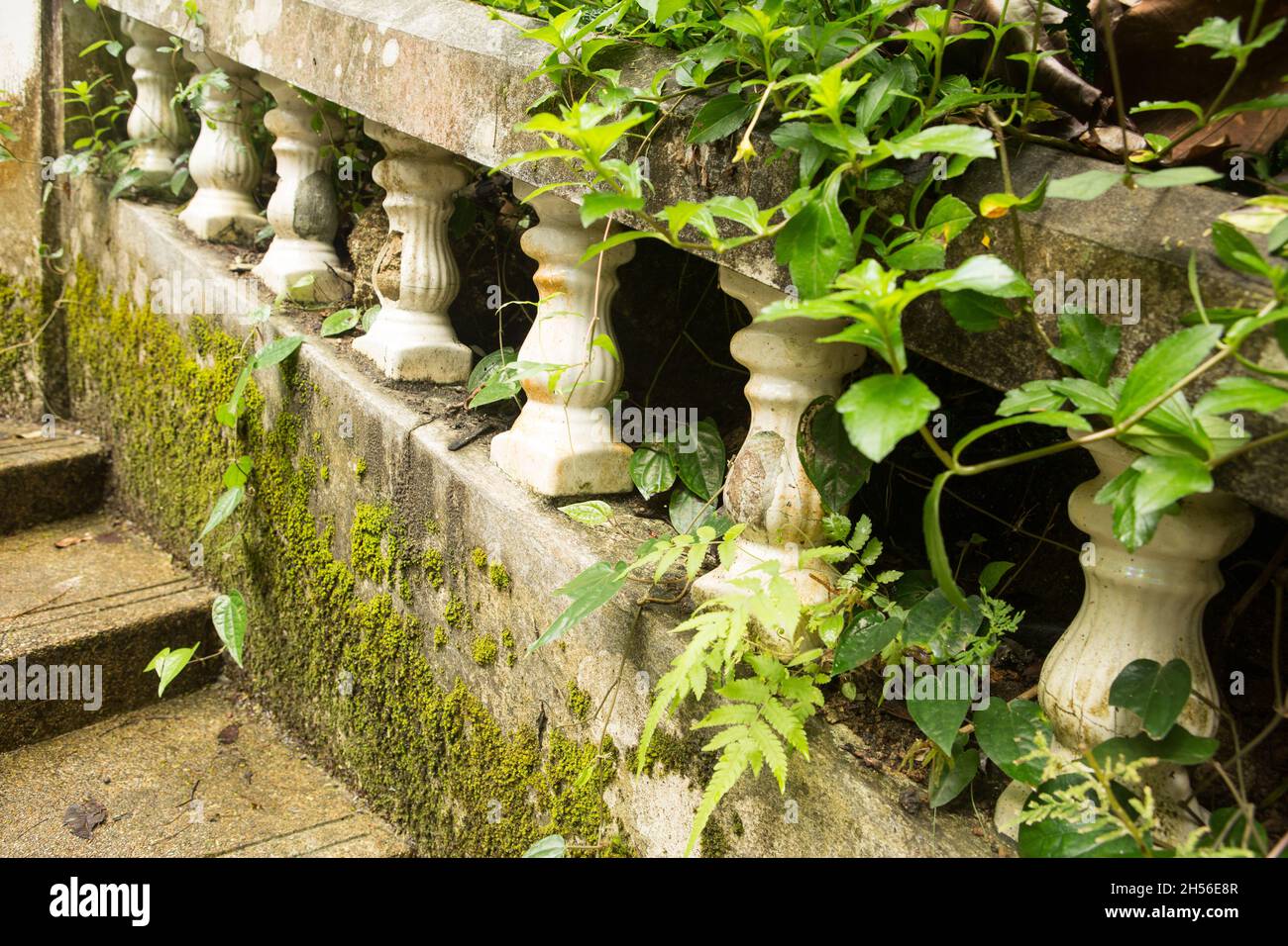Nature vs. the Stone Jungle. Old damaged balustrade in an abandoned ...