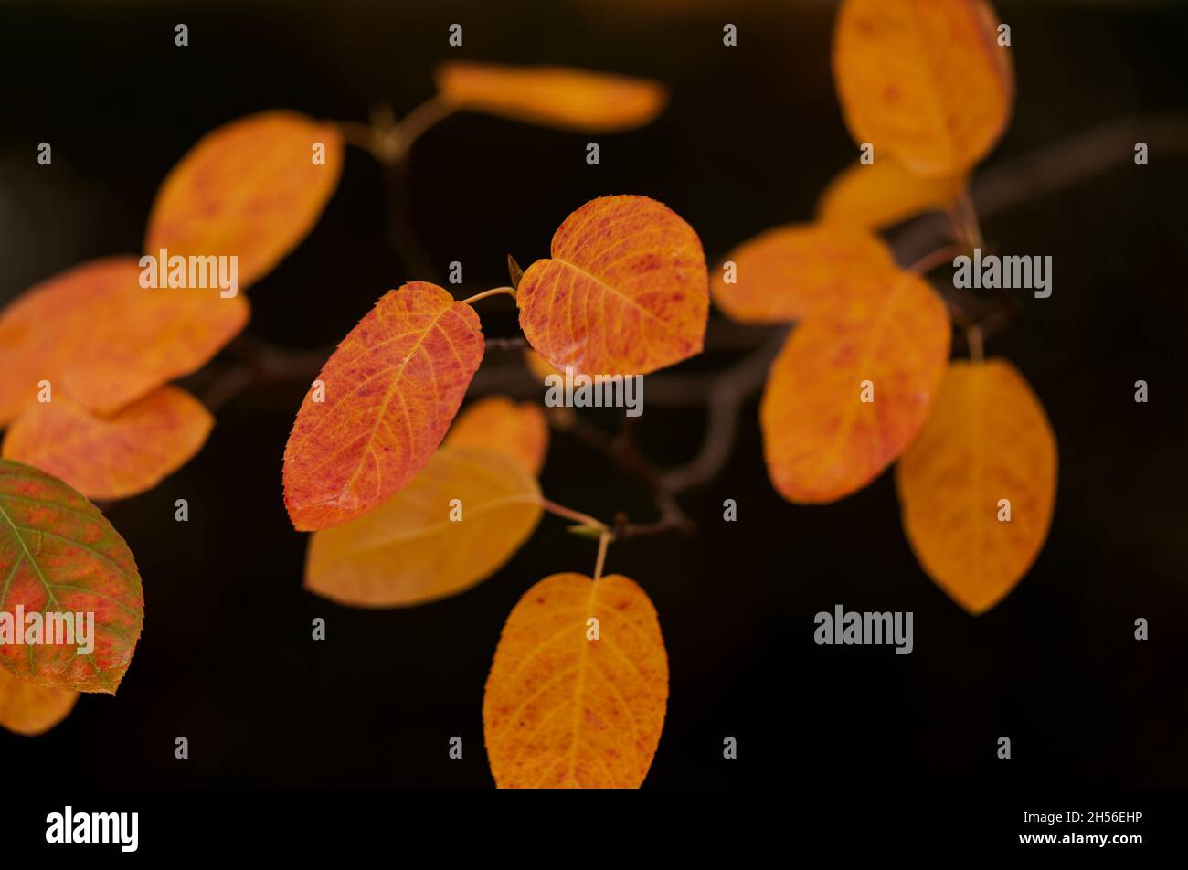 Closeup of autumn-color leaves in Park in autumn season. Shot in Retiro ...