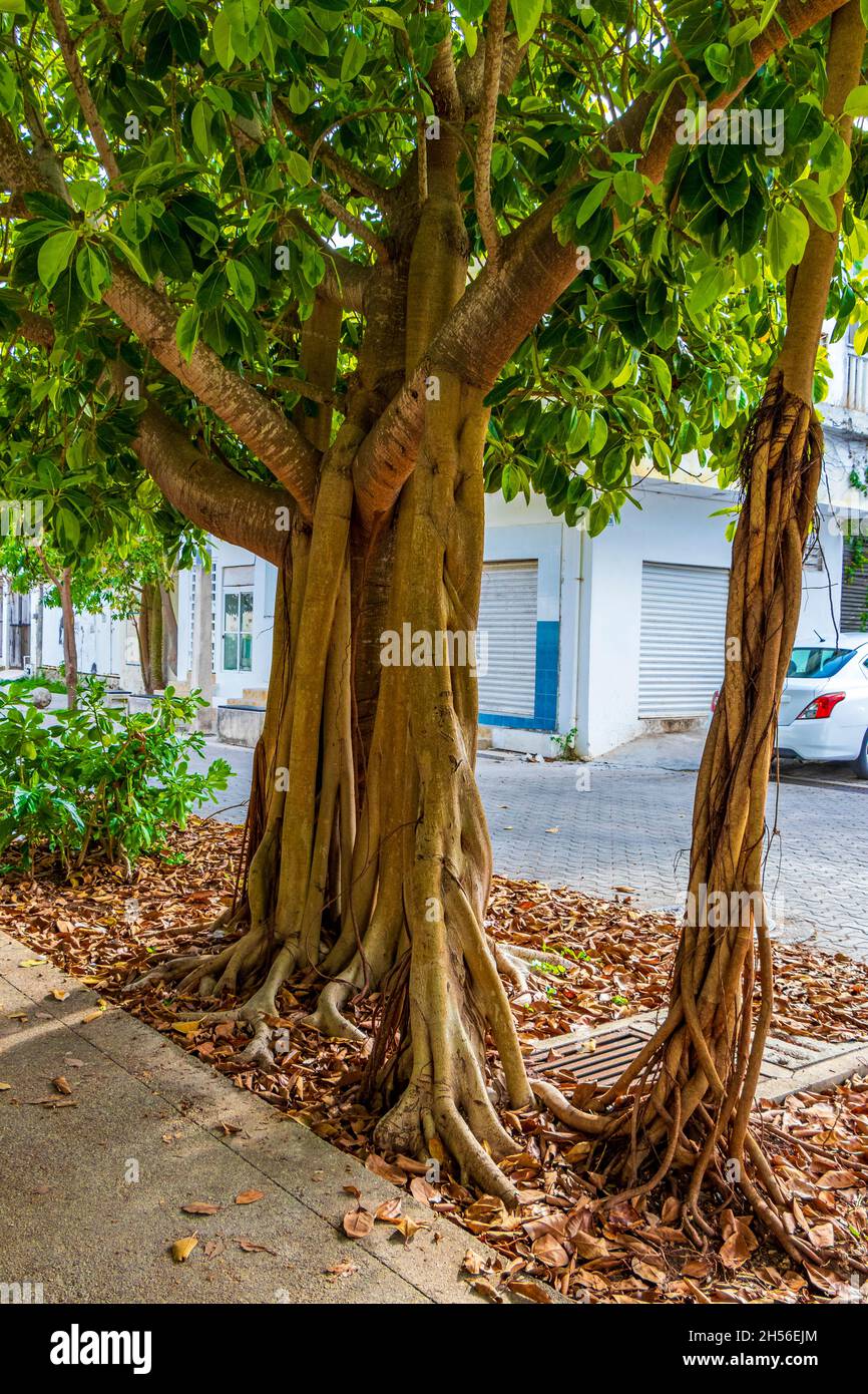 Big huge tropical tree in natural pedestrian walkways of Playa del ...