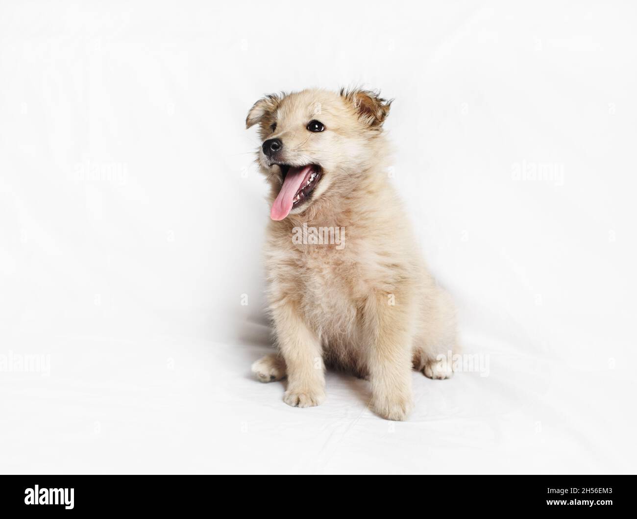 Portrait dog tongue out Cut Out Stock Images & Pictures - Alamy