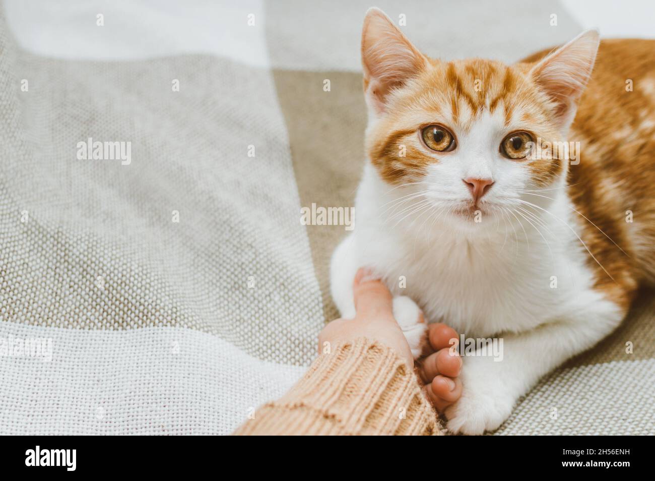 Hand caressing cat one hi-res stock photography and images - Alamy