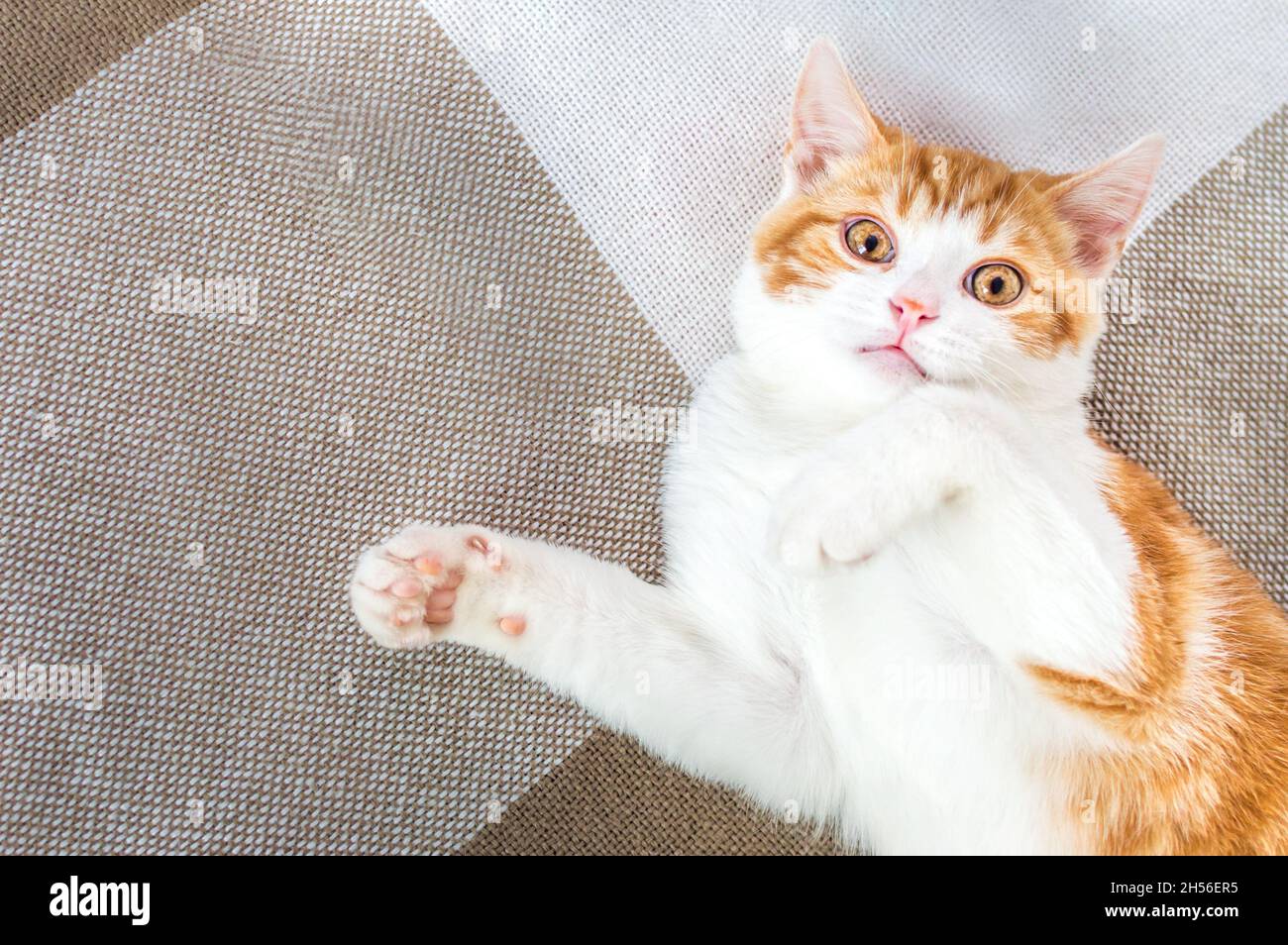 Ginger funny hi-res stock photography and images - Alamy