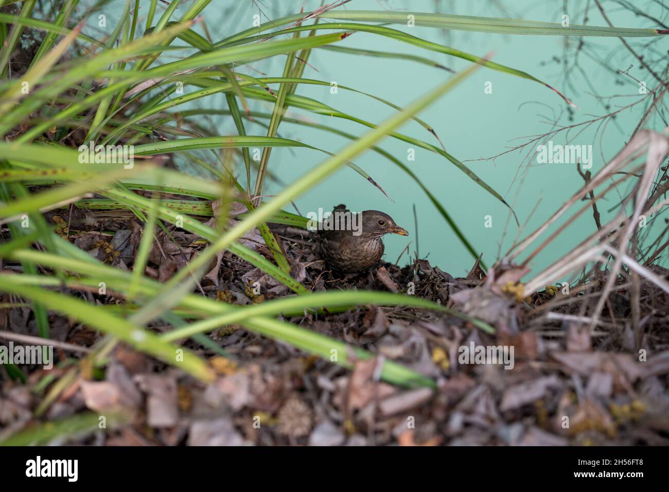 Geothermal Pond at Kuirau Park at the Rotorua region in New Zealand ...
