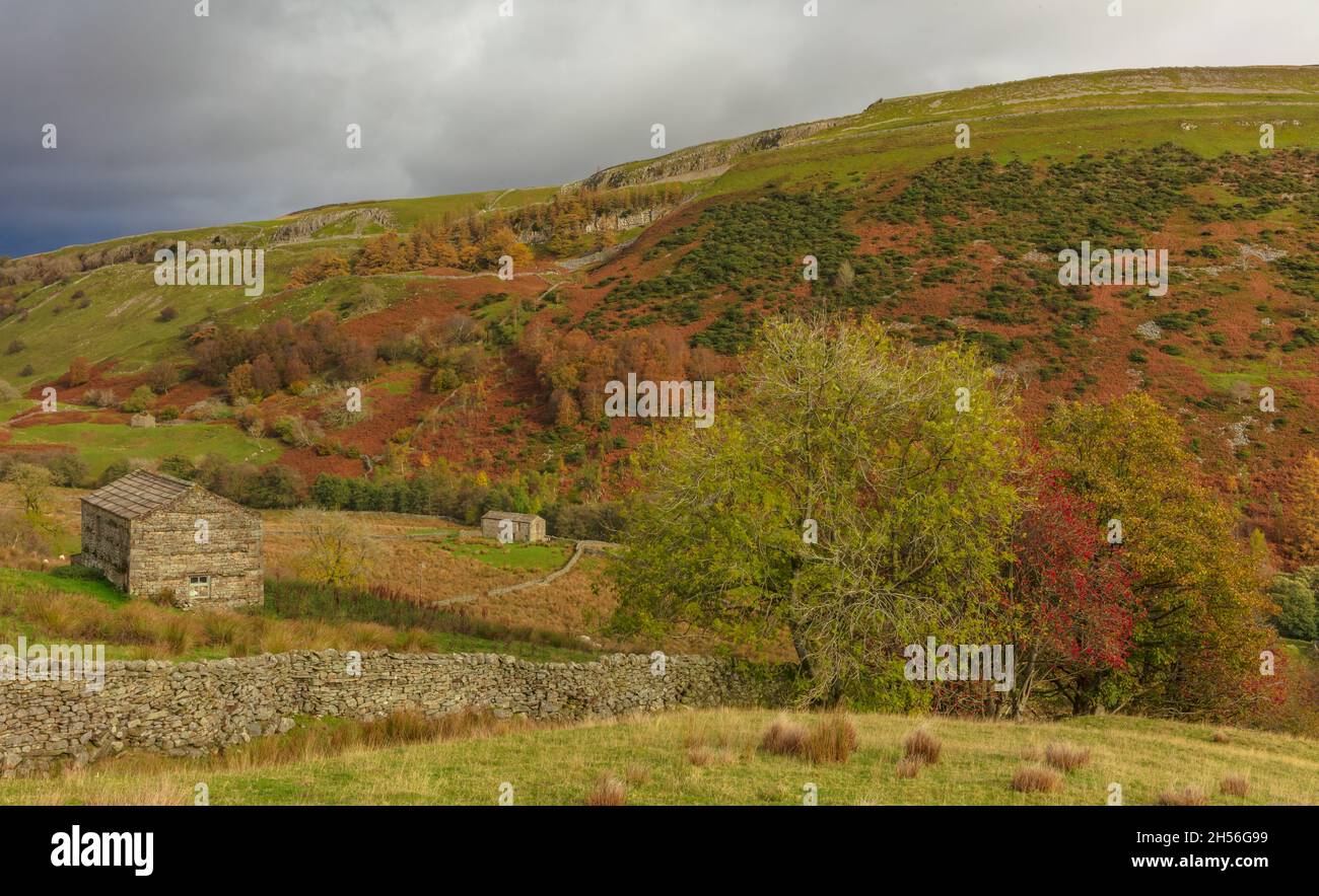 Swaledale in Autumn with stone built cow houses or barns, dry stone ...