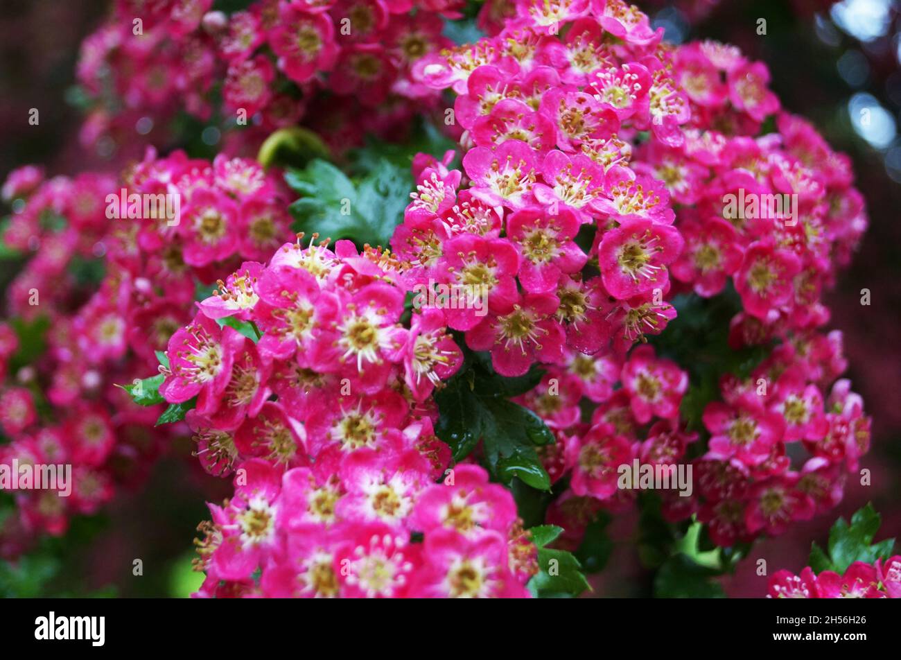 Hawthorn inflorescence with delicate pink flowers on a branch with ...