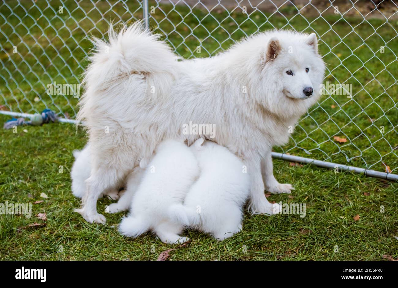 Samoyed dog mother with puppies. Puppies suckling mother Stock Photo ...