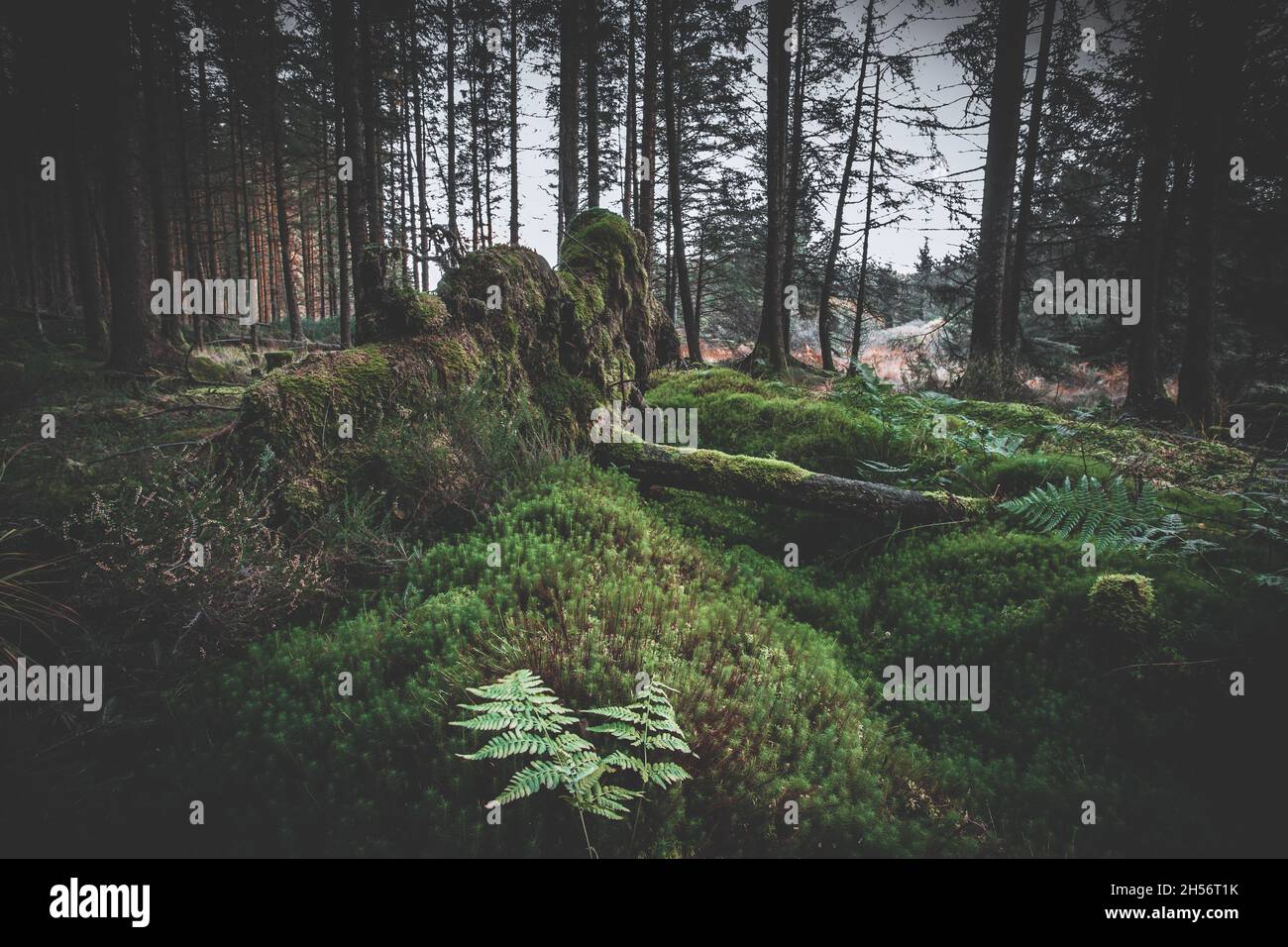 Galloway Forest, Scotland Stock Photo - Alamy