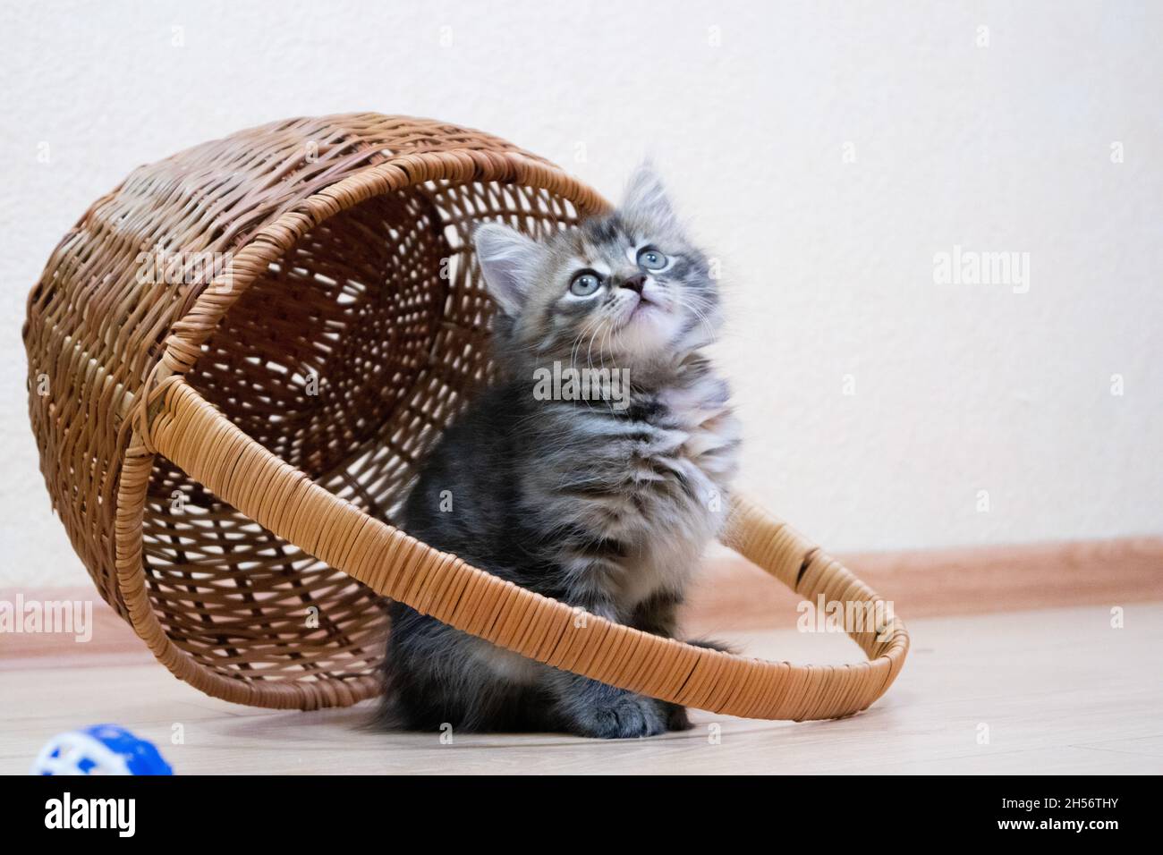 Cute Finnish shorthair kitten plays Stock Photo - Alamy