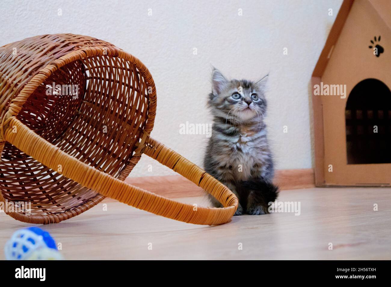 Cute Finnish shorthair kitten plays Stock Photo - Alamy