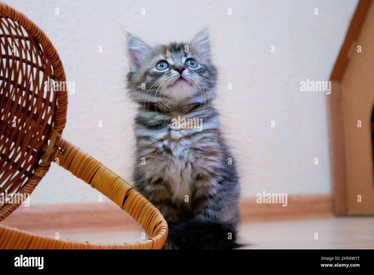 Cute Finnish shorthair kitten plays Stock Photo - Alamy
