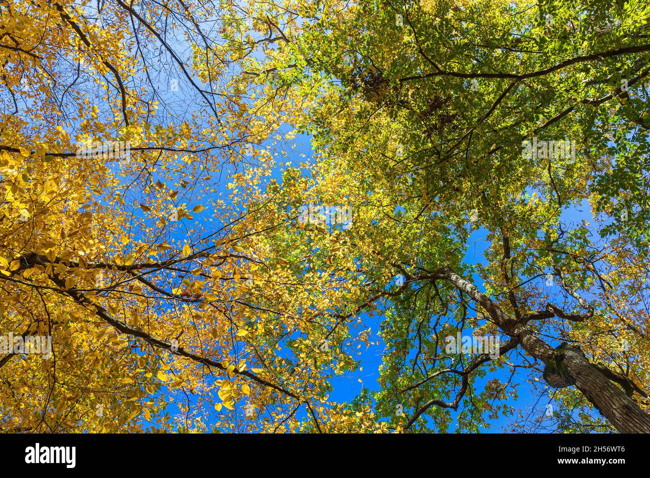 Golden tree crowns hi-res stock photography and images - Alamy