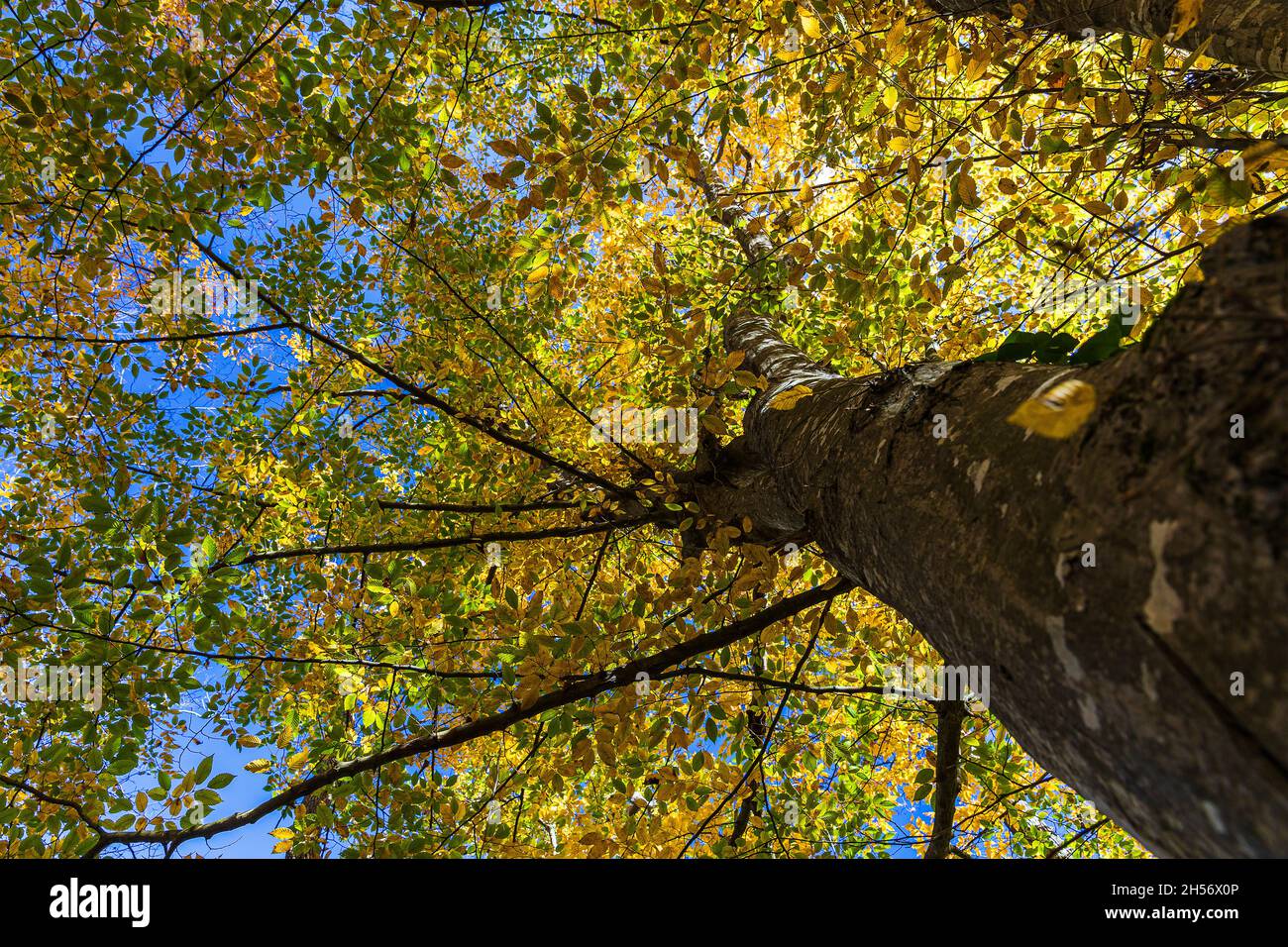 Golden tree crowns hi-res stock photography and images - Alamy