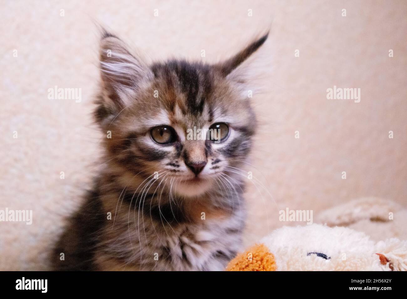 Finnish shorthair hi-res stock photography and images - Alamy