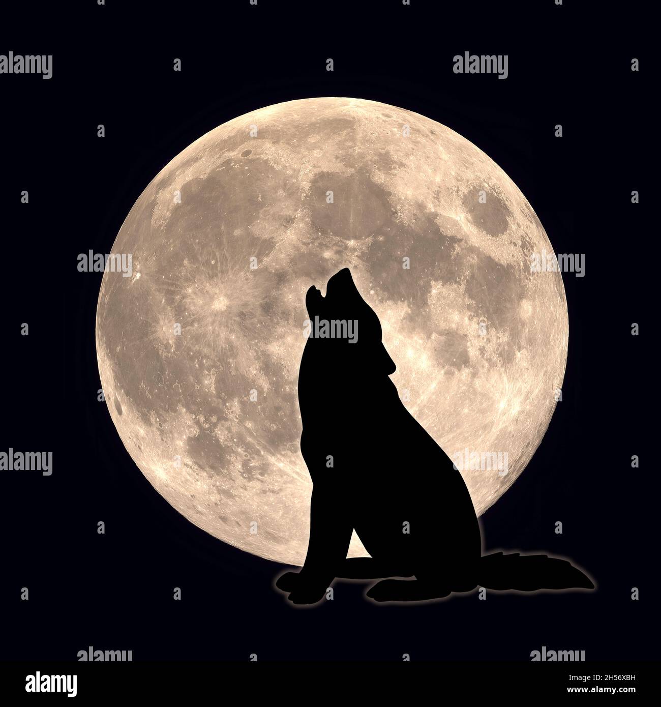 A dog or a wolf howls at the moon. The emblem of a predatory animal. A ...