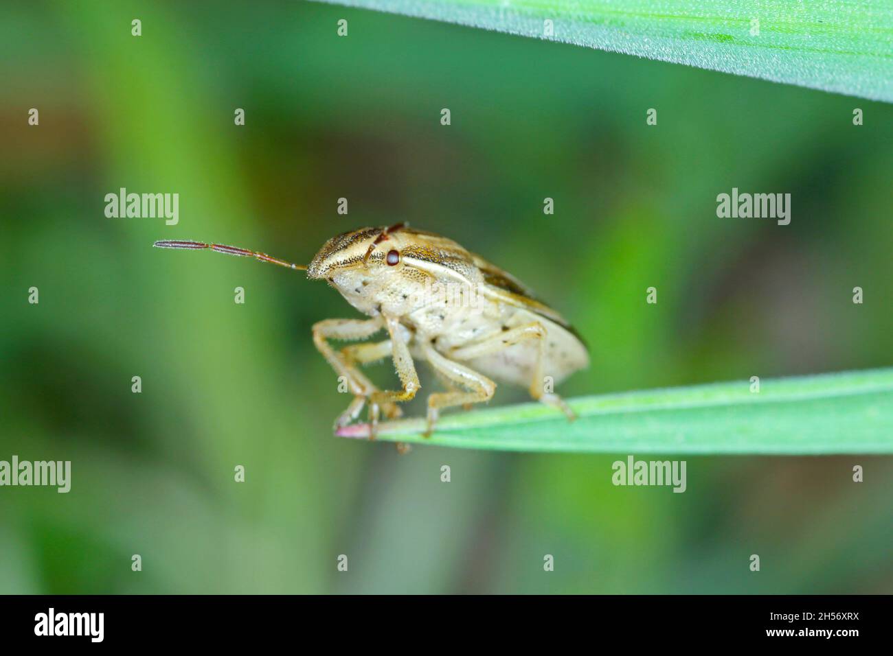 Macro photo of a Bishops Mitre Shieldbug (Aelia acuminata). This is a ...