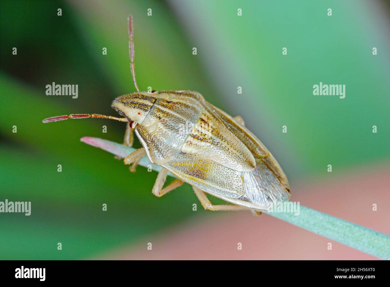 Macro photo of a Bishops Mitre Shieldbug (Aelia acuminata). This is a ...
