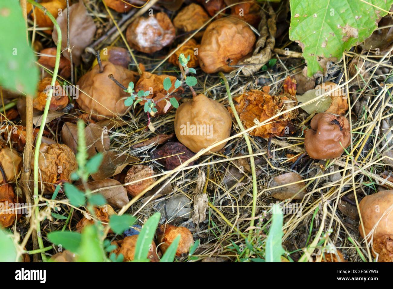 Rotten Pear High Resolution Stock Photography and Images - Alamy