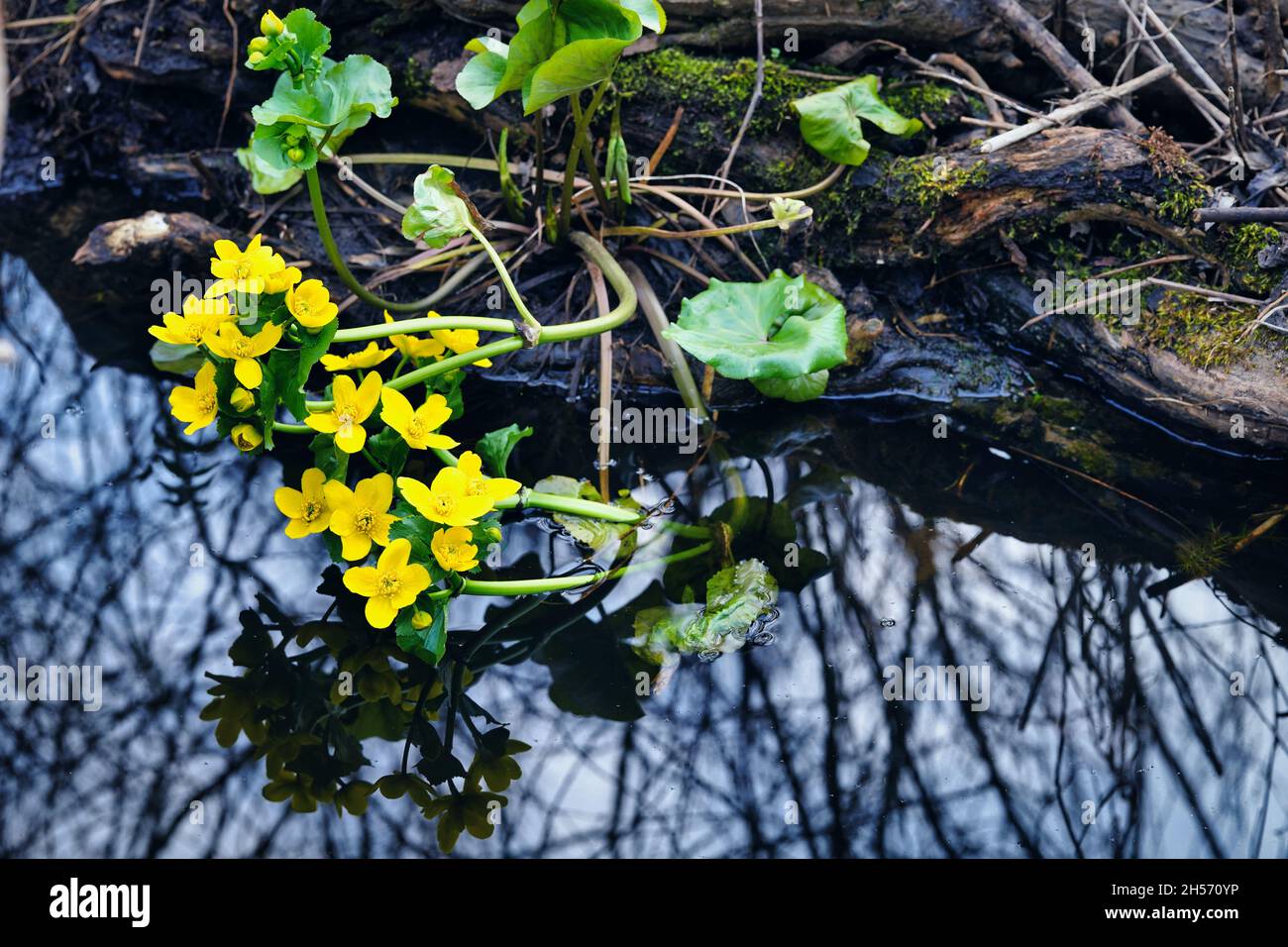 Early spring on the Biebrza marshes, marsh marigolds on the shore and ...