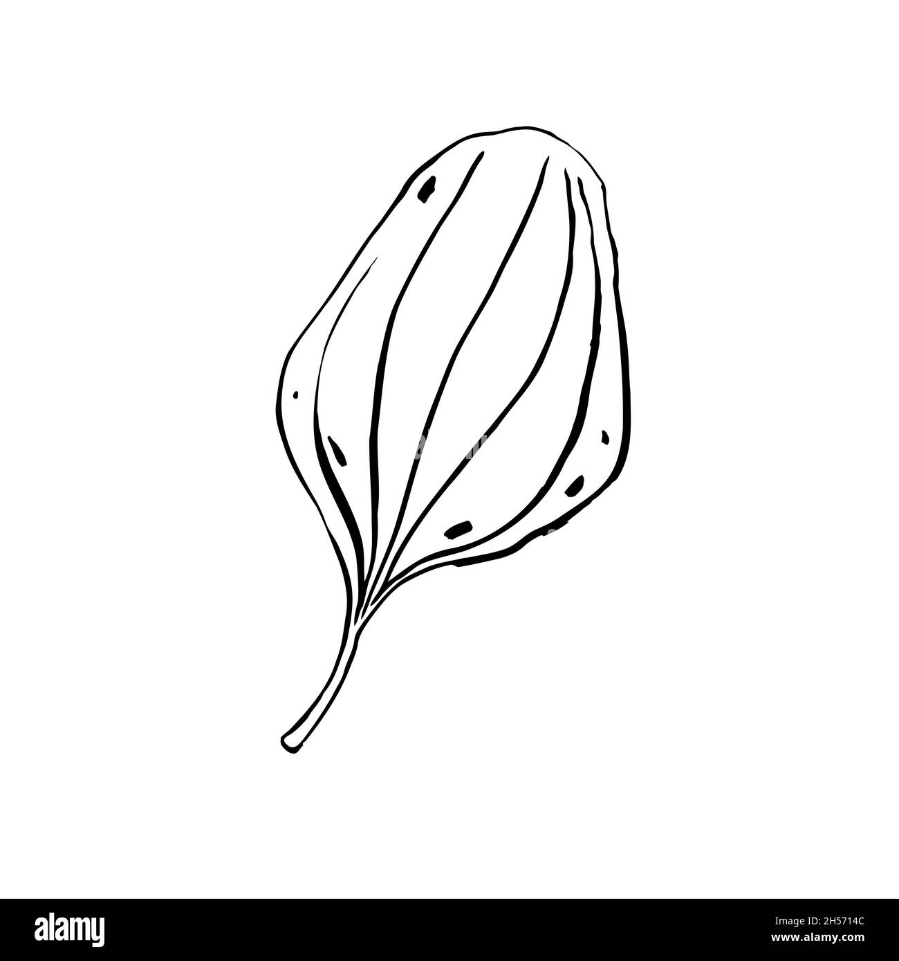 Autumn sketch outline plantain leaf. Hand-drawn textured herb on white ...