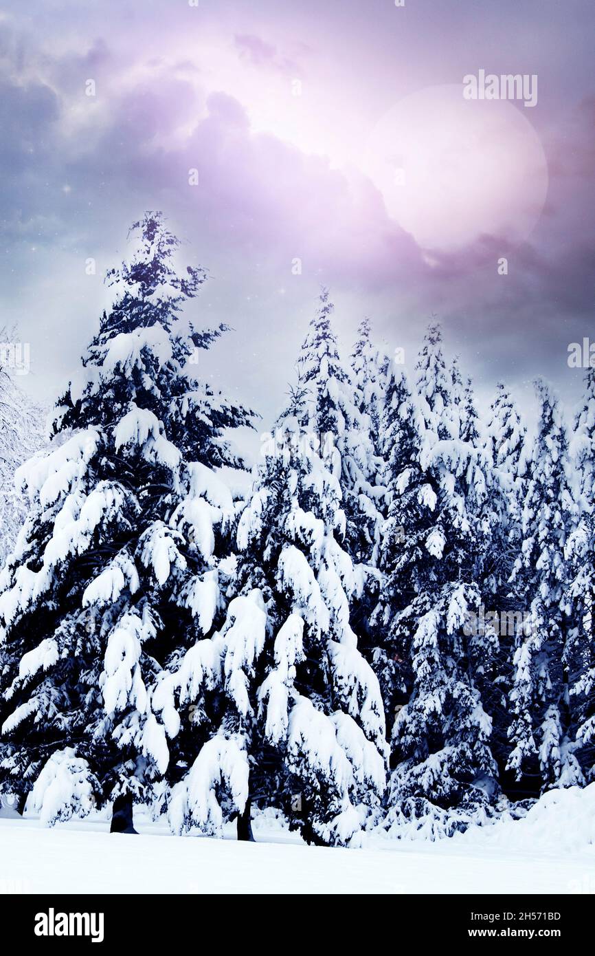winter landscape with snow, trees like pine and spruce and Moon Stock ...