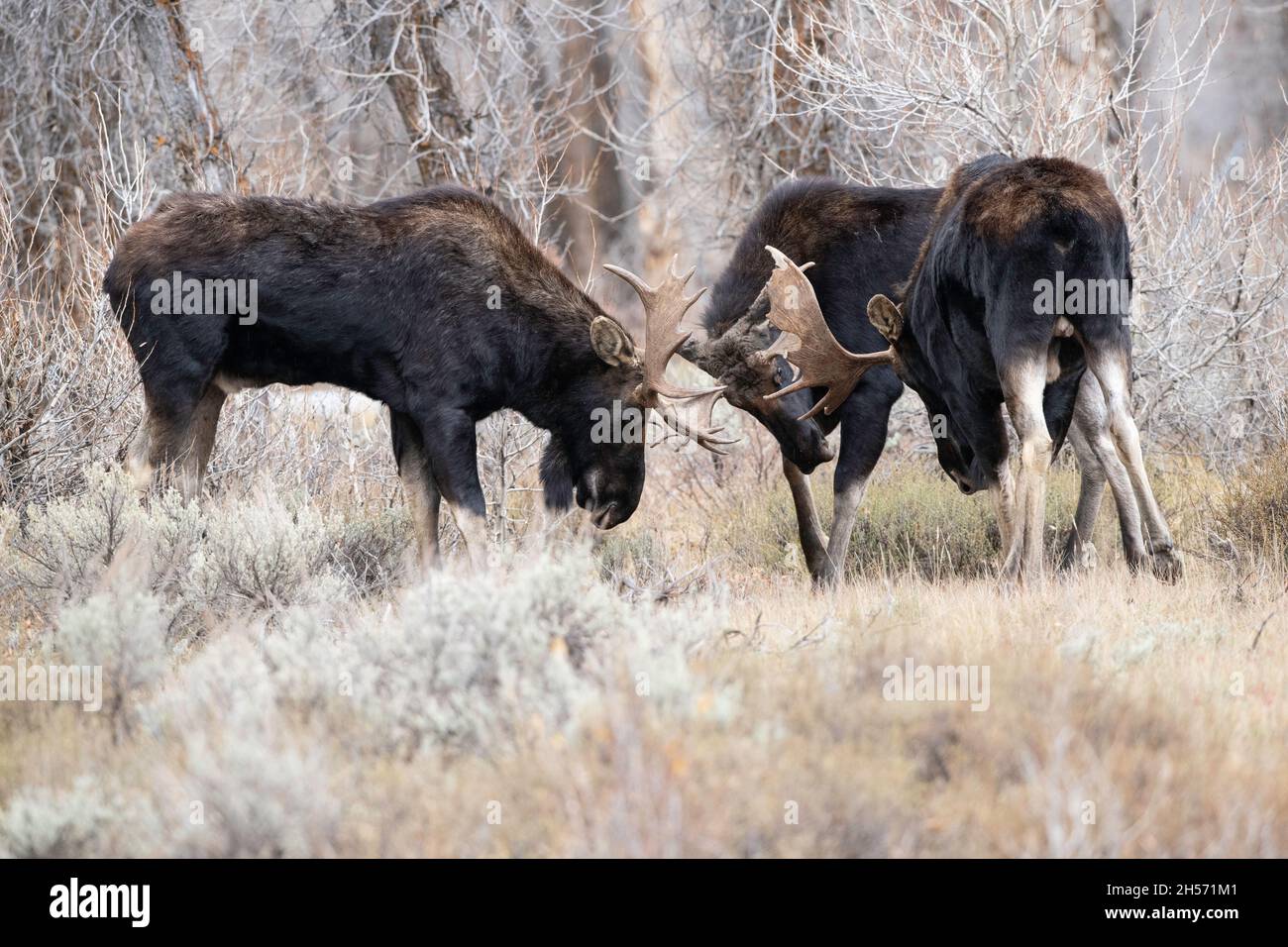 Bull moose fighting grand teton hi-res stock photography and images - Alamy