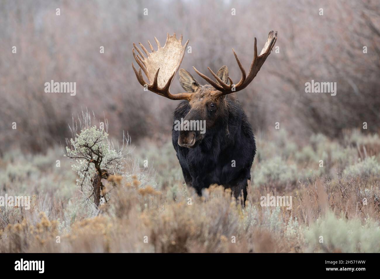 Bull moose in the fall Stock Photo - Alamy