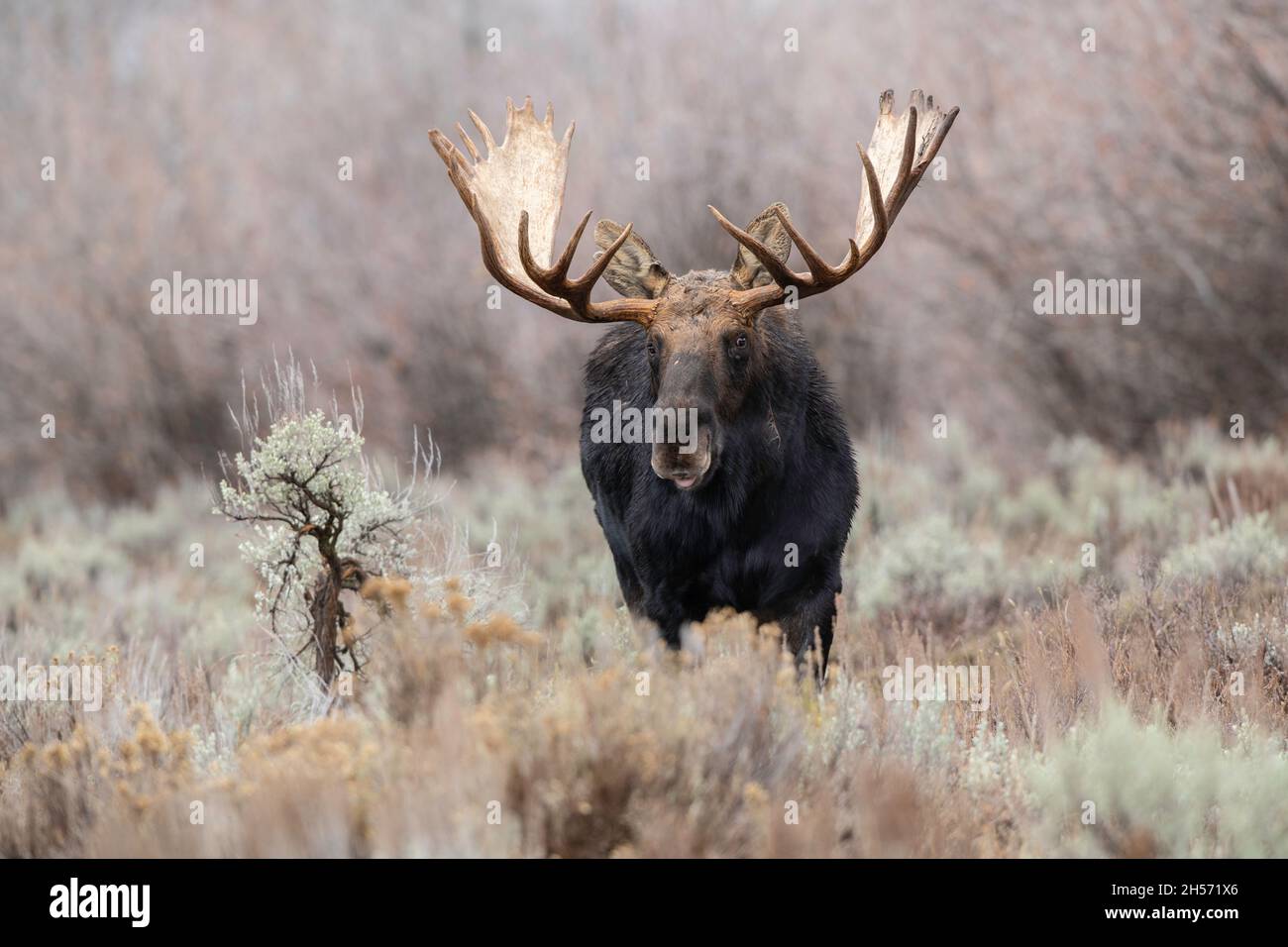 American moose hi-res stock photography and images - Alamy