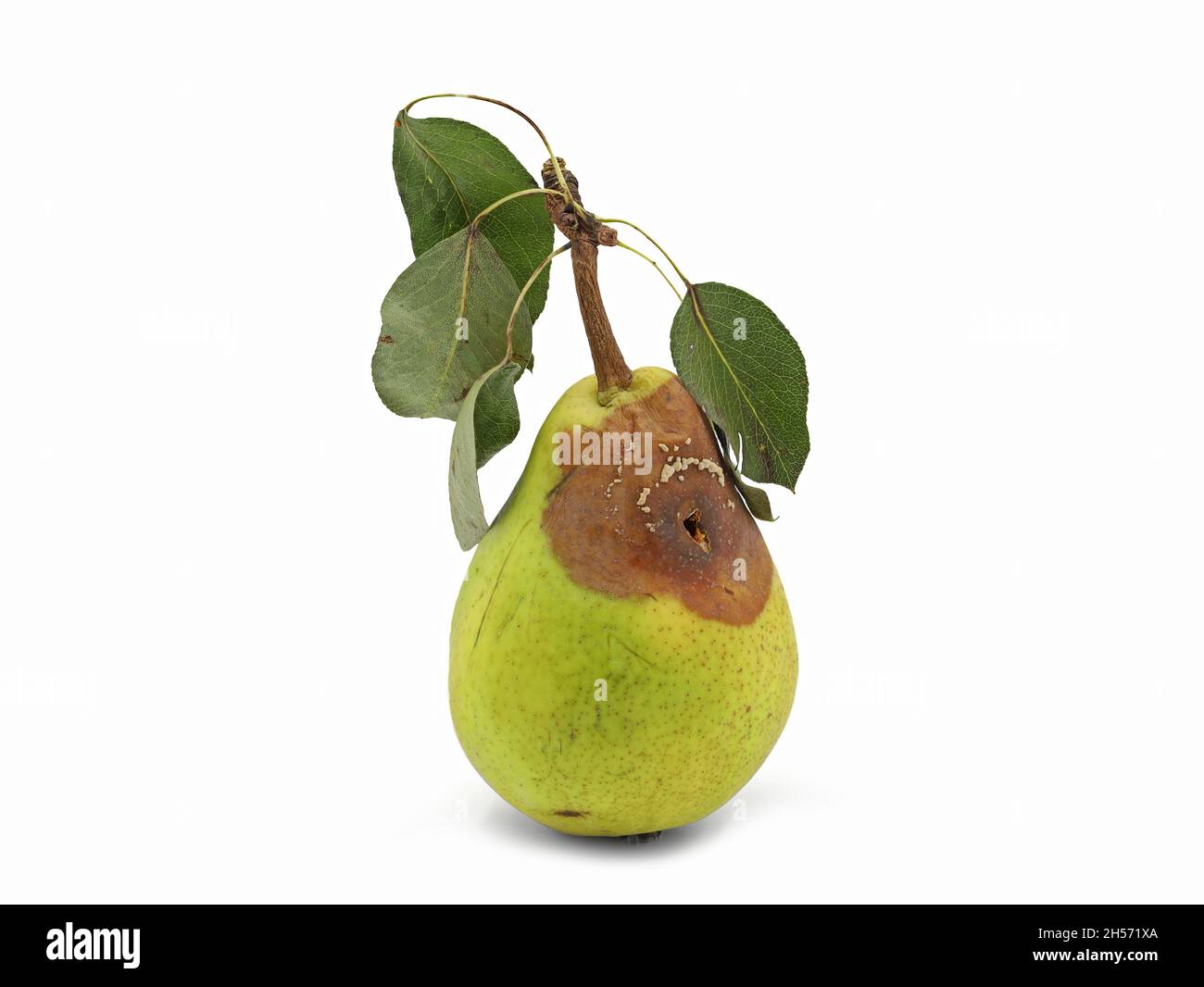 pear with leaf begins to rot isolated on white background Stock Photo ...