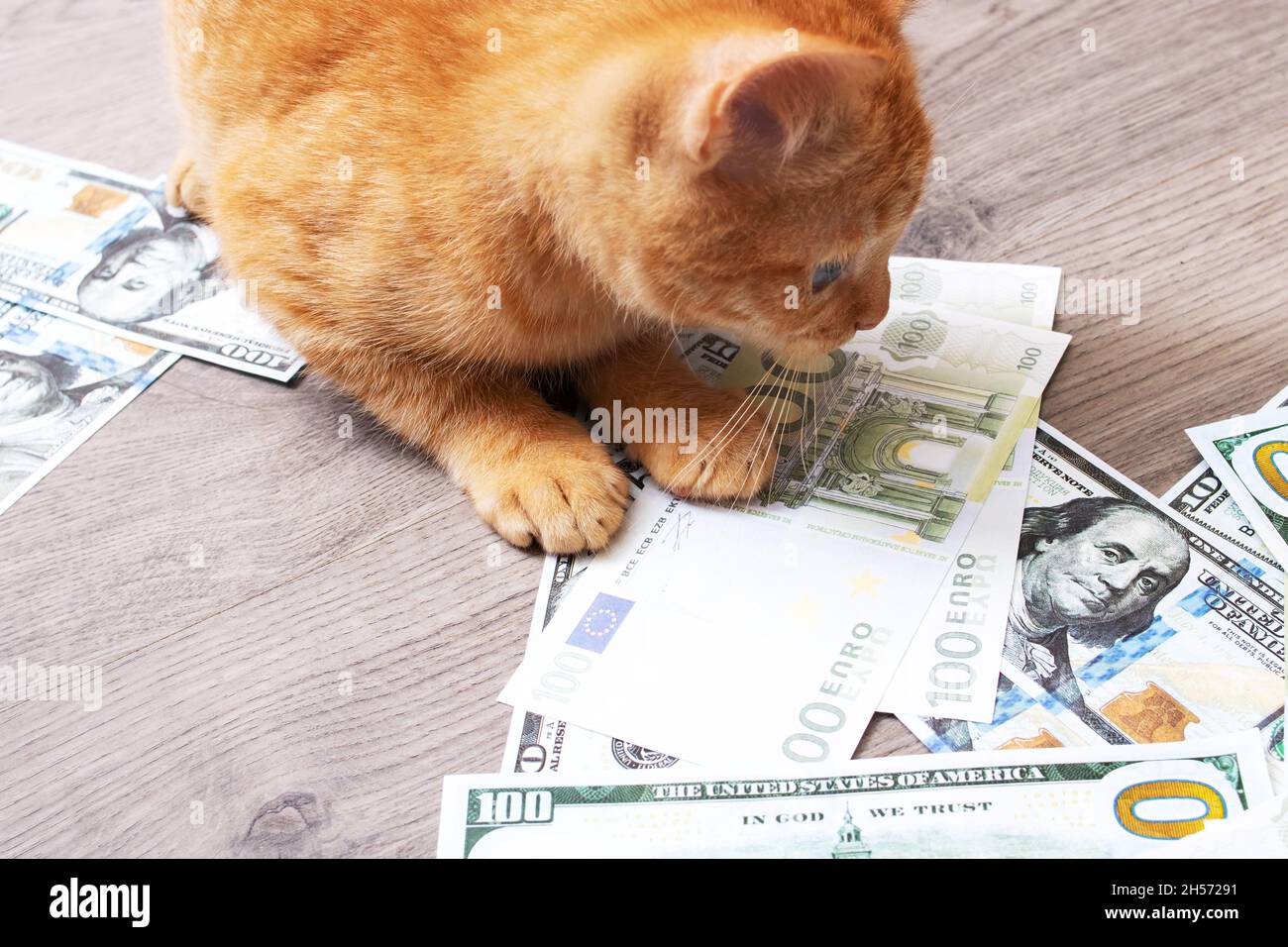 Kitten playing in a pile of dollar bills close up Stock Photo - Alamy