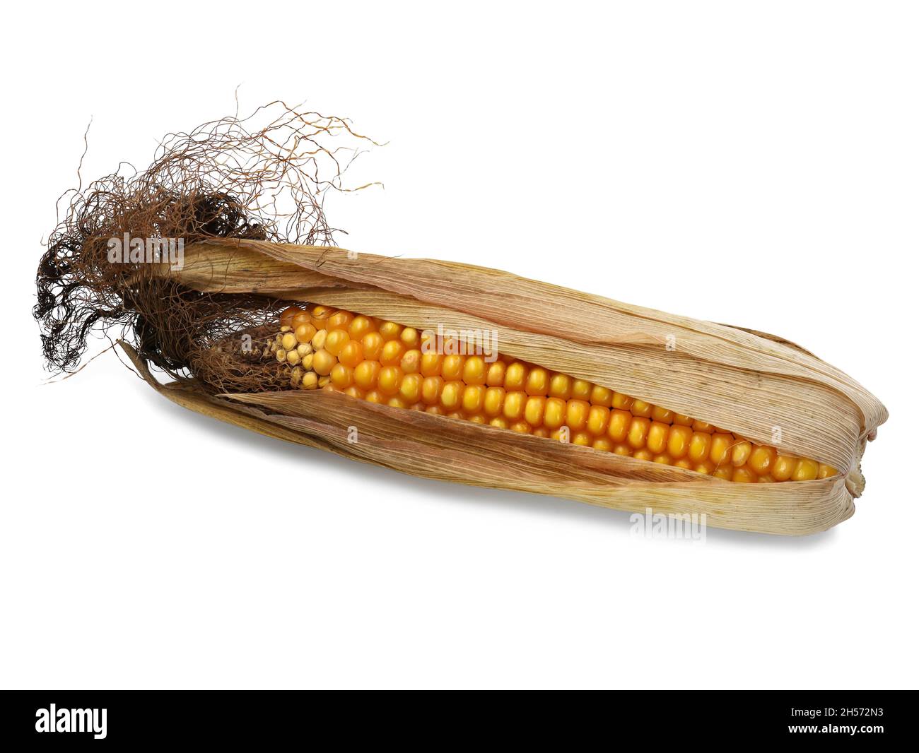 Indian Corn Cut Out