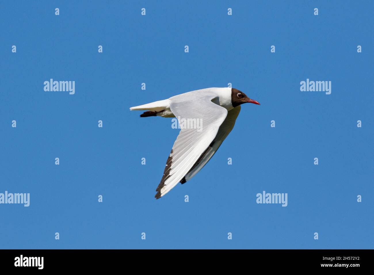Gull call hi-res stock photography and images - Alamy
