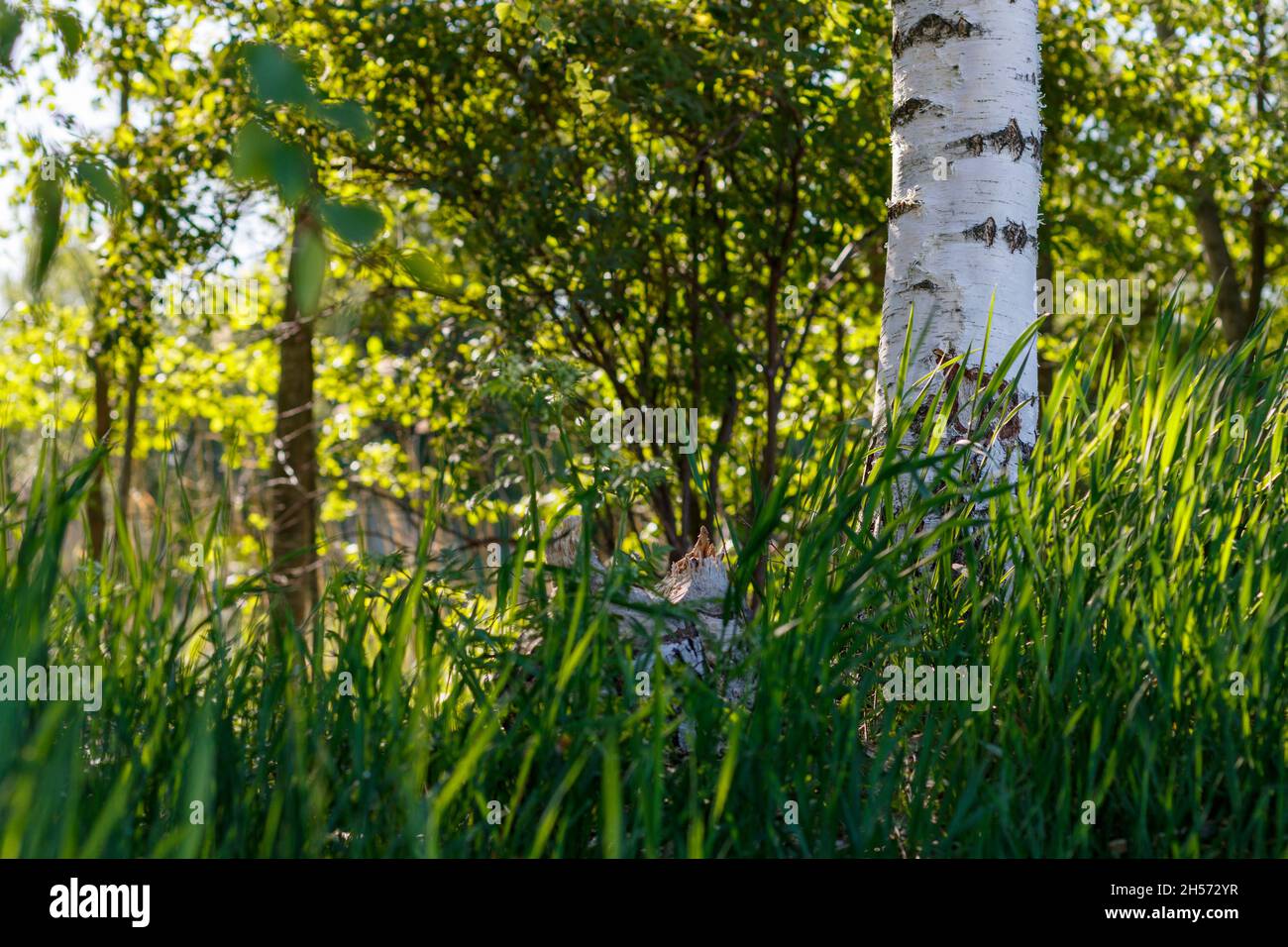 Plants next to the roadside Stock Photo - Alamy
