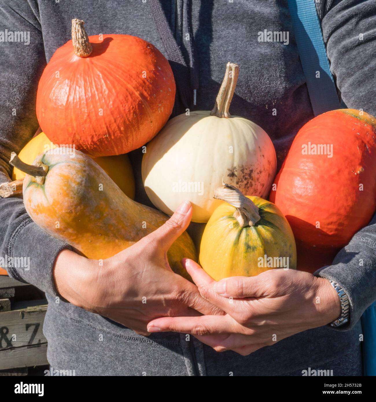 Hands of a customer holding pumpkins as many as she can hold at the ...