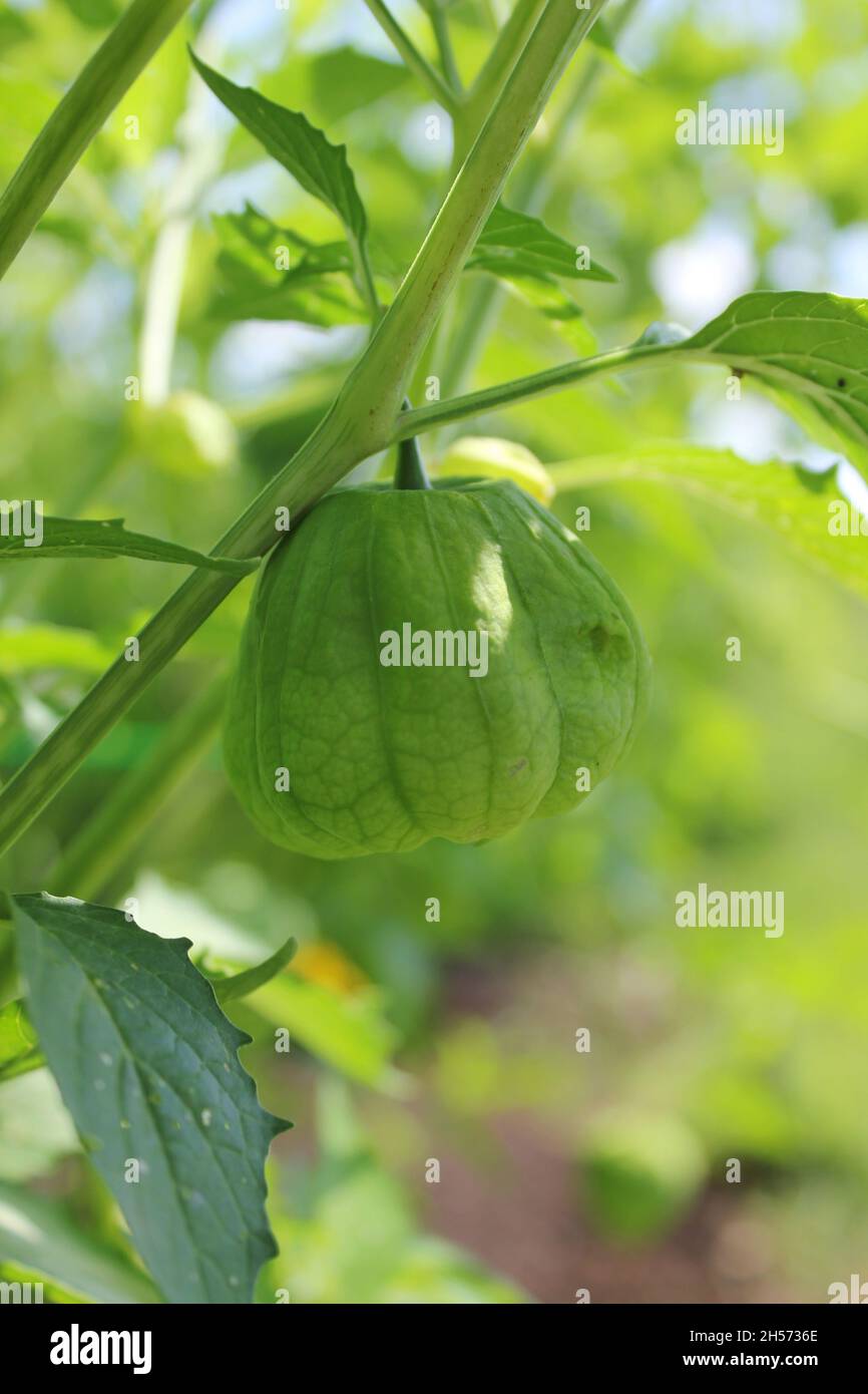 Green tomatillo fruit growing in the sunny summer garden Stock Photo ...