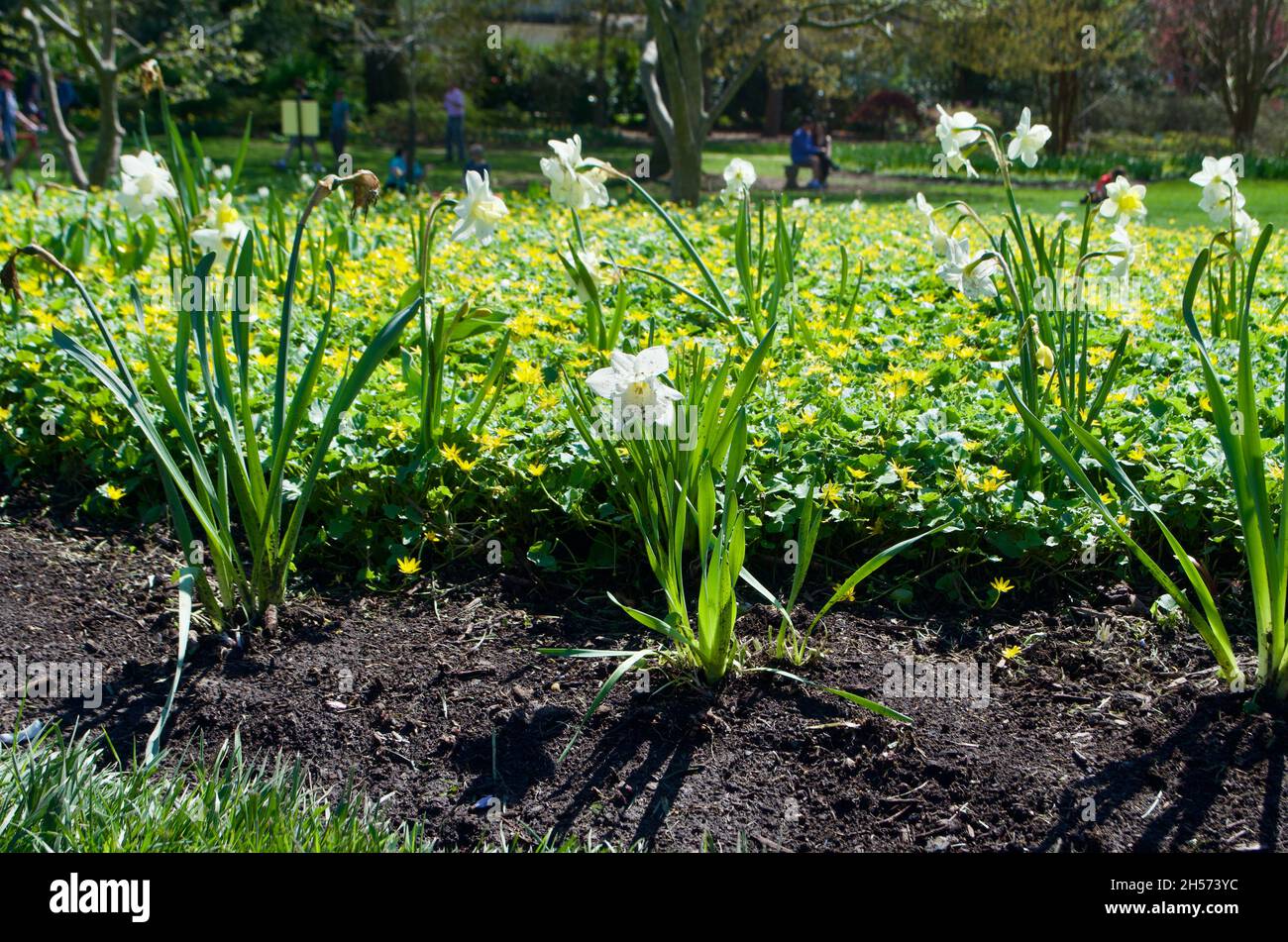 Daffodils in the yard hi-res stock photography and images - Alamy