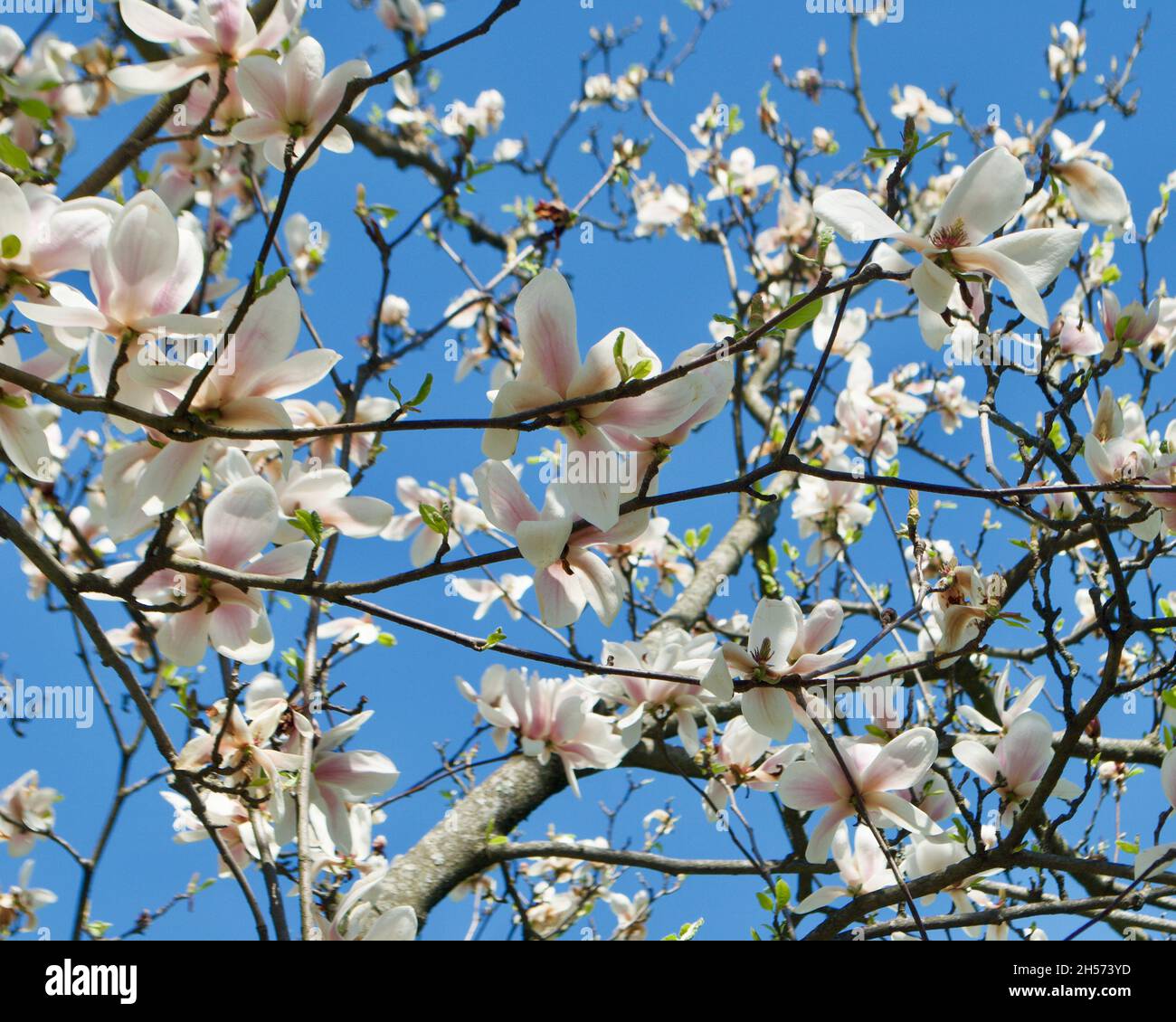 White southern magnolia hi-res stock photography and images - Alamy