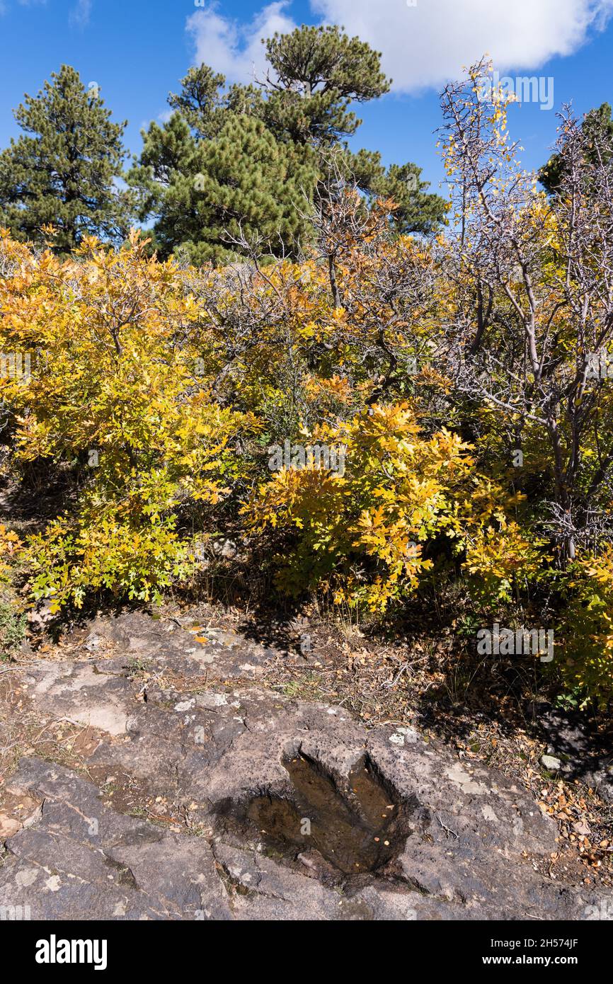 Jurassic period conifers hi-res stock photography and images - Alamy