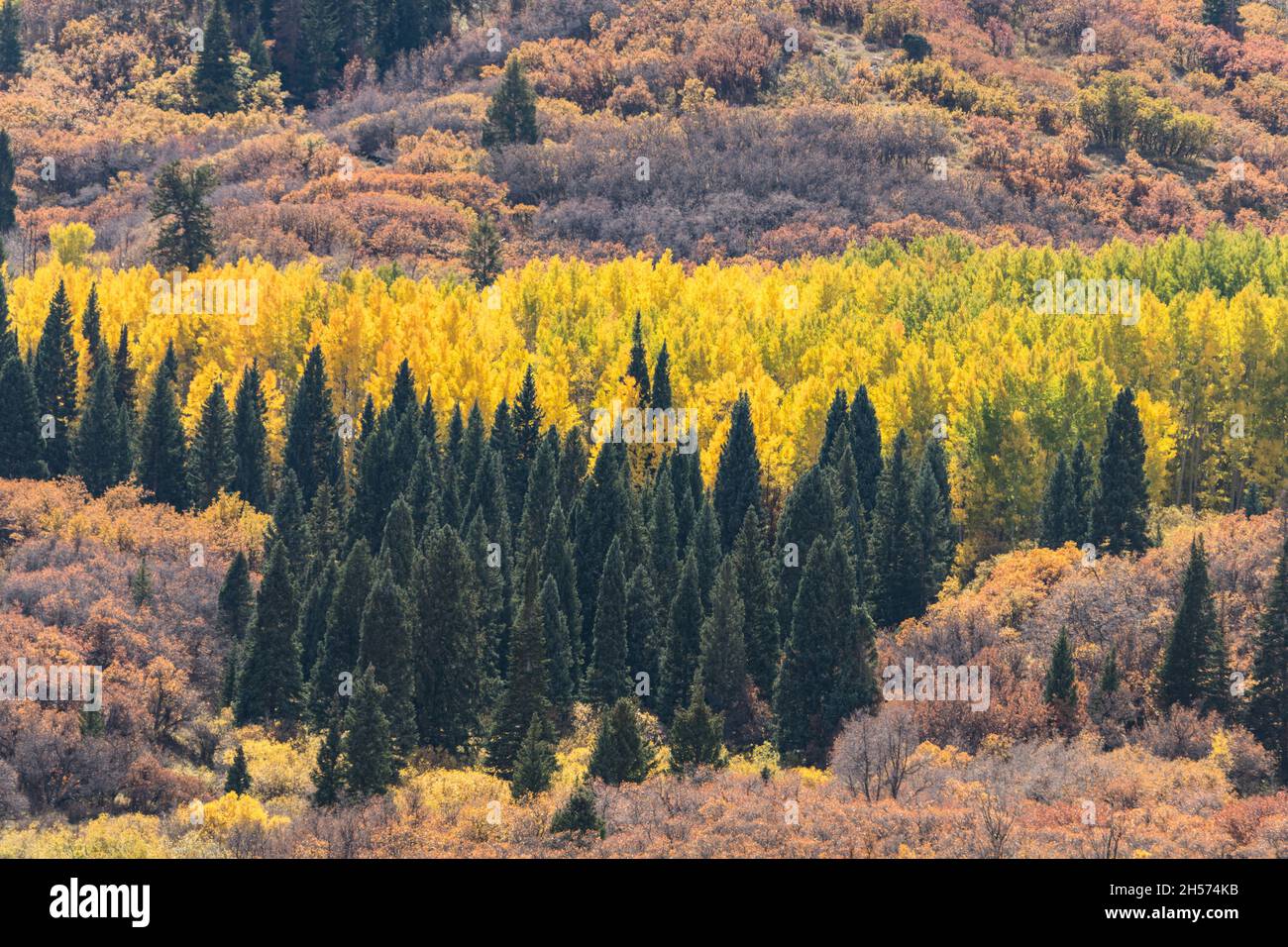 Aspen trees in fall color in autumn amid the conifers in the La Sal ...