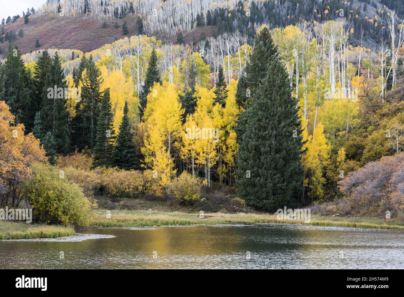 Aspen trees in fall color in autumn amid the conifers around Hidden ...