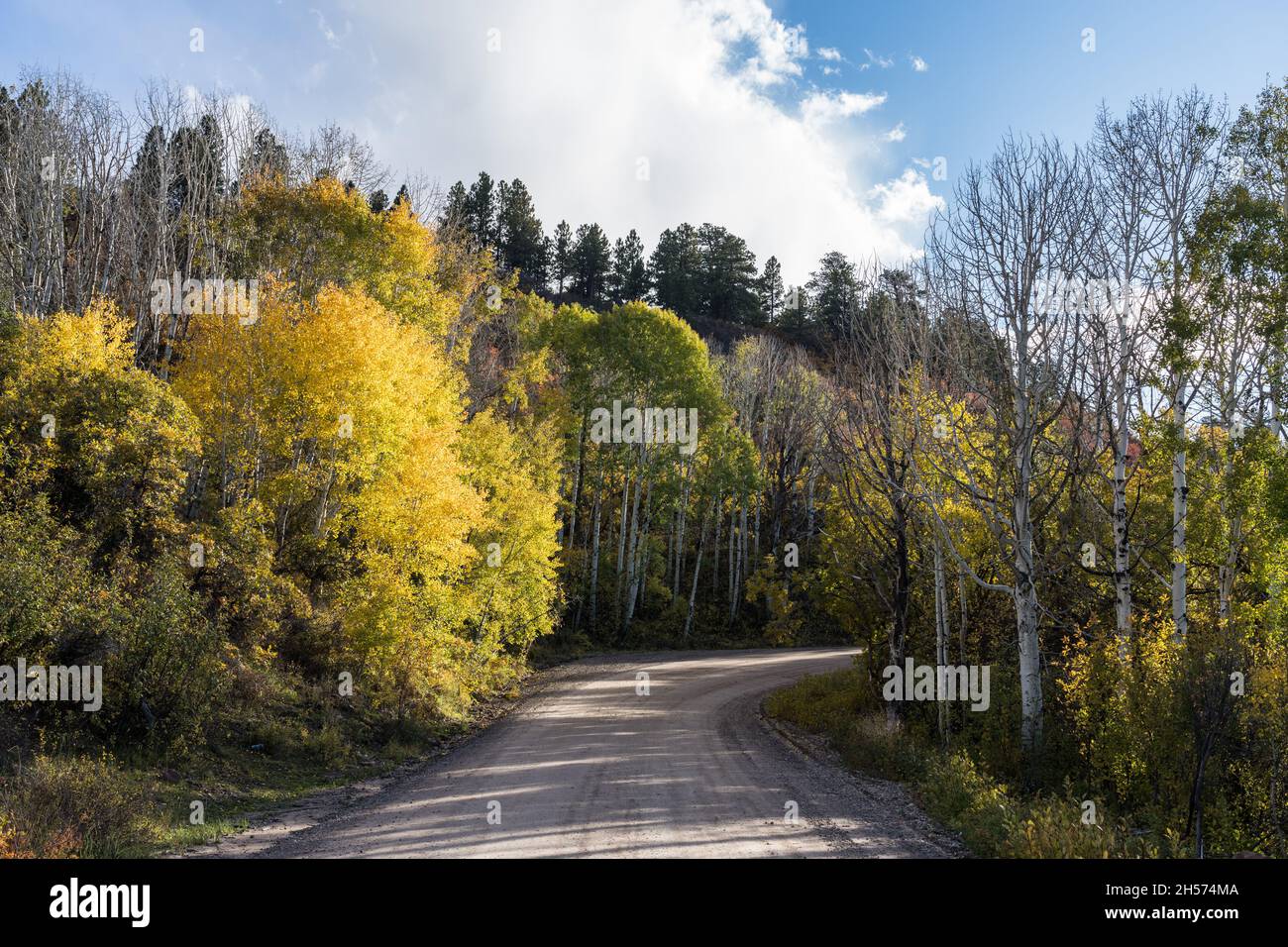 Aspen trees in fall color in autumn along a dirt road in the La Sal ...