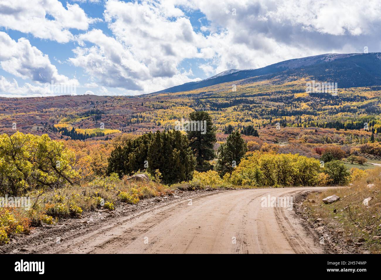 Gambel oaks and aspen trees in fall color in autumn in the La Sal ...
