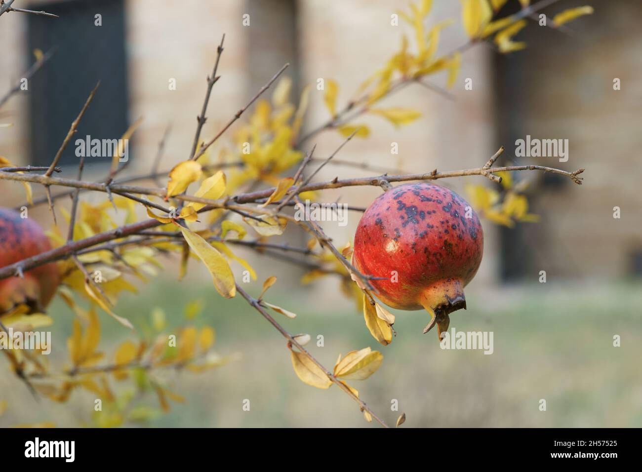 Melograno hi-res stock photography and images - Alamy