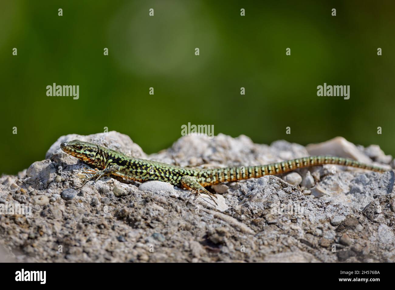 A selective of a lizard sunbathing on a rock Stock Photo - Alamy