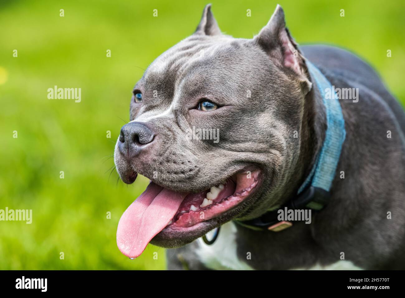 Blue hair female American Bully dog female closeup portrait outside ...