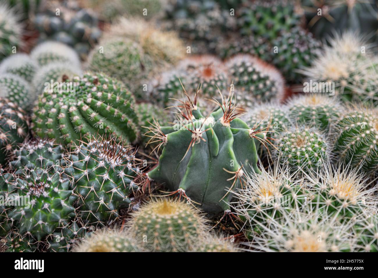 A view of different types of desert cacti planted in pots for gardening ...