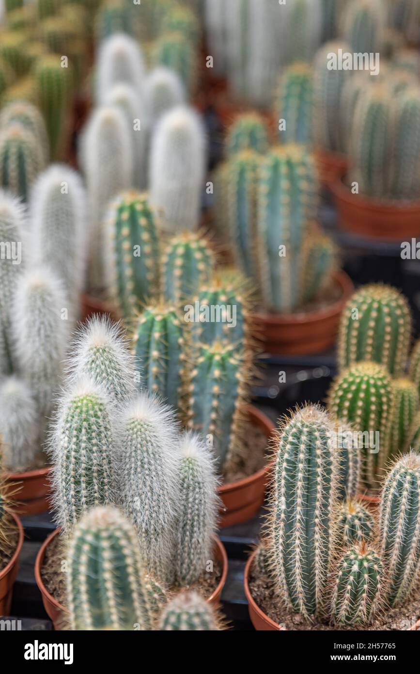 A vertical shot of different types of desert cacti planted in pots ...