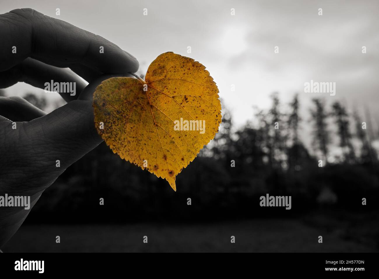 Hand shaped leaves hi-res stock photography and images - Alamy