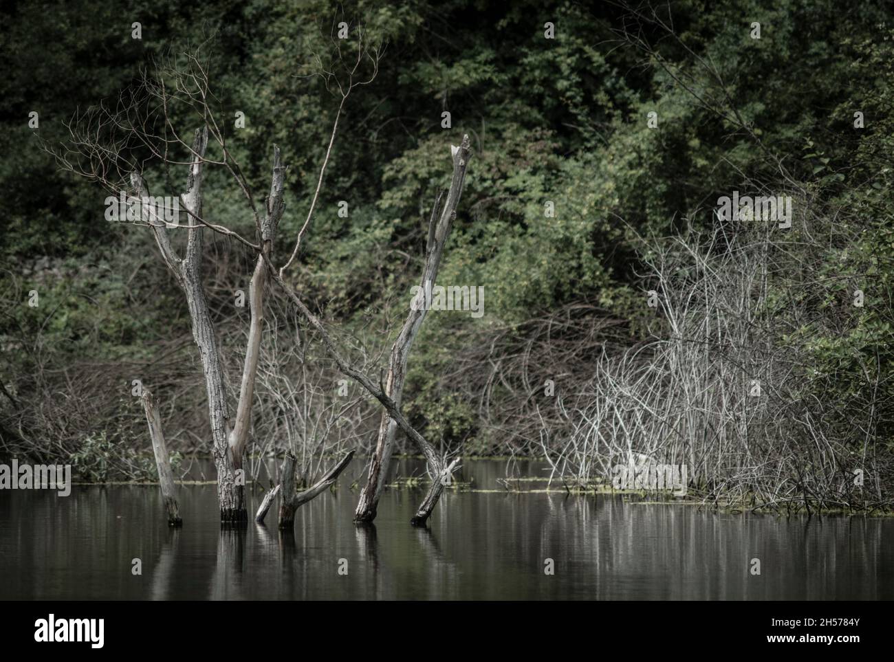 Trees standing in flood water hi-res stock photography and images - Alamy